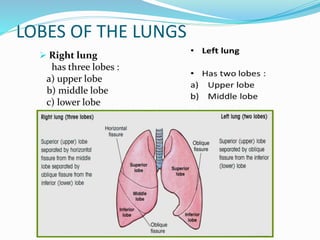 Radiological anatomy of chest including lungs,mediastinum and thoracic ...