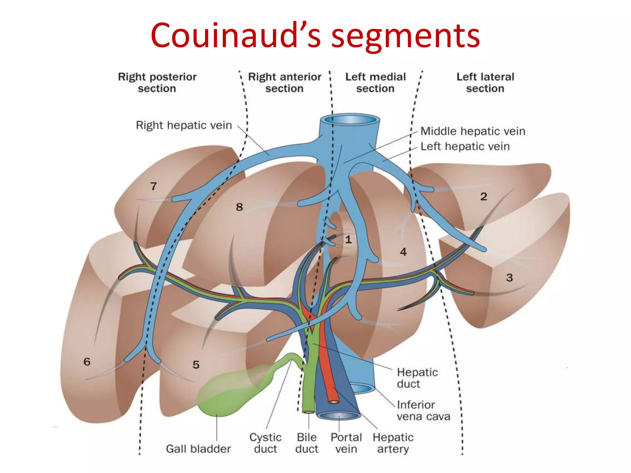 Radiological anatomy of hepatobiliary system | PPT