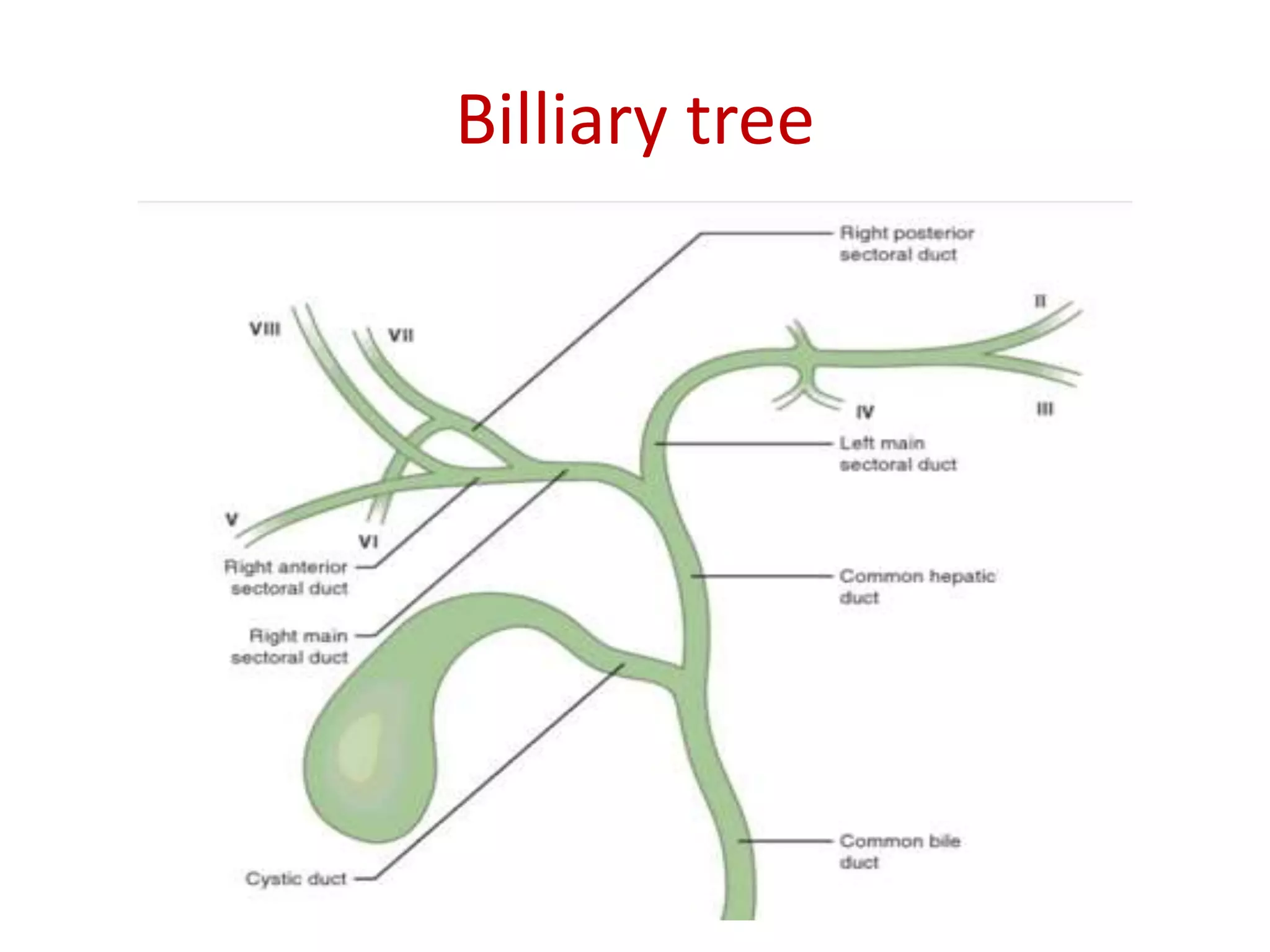 Radiological anatomy of hepatobiliary system | PPTX