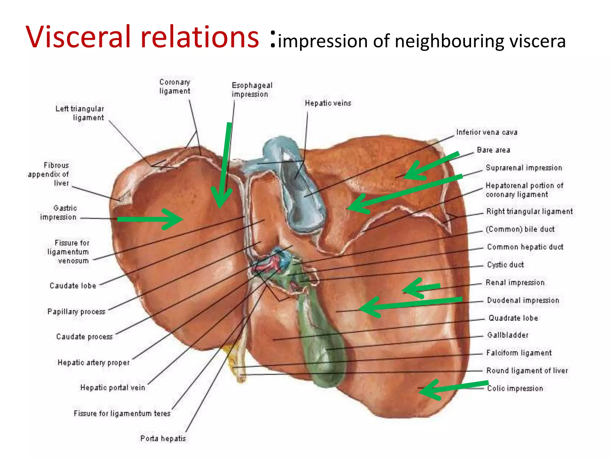 Radiological anatomy of hepatobiliary system | PPTX