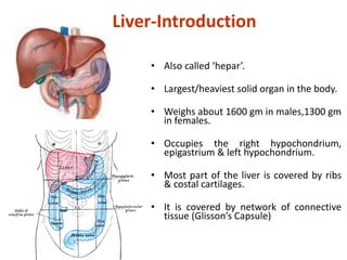 Radiological anatomy of hepatobiliary system | PPTX