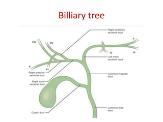 Radiological anatomy of hepatobiliary system | PPTX