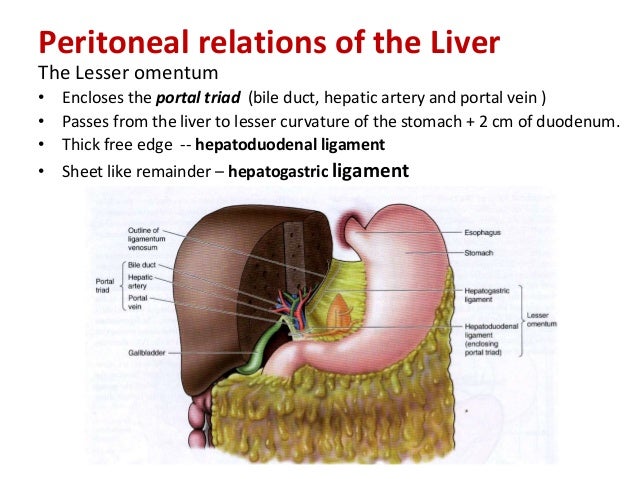 Radiological anatomy of hepatobiliary system