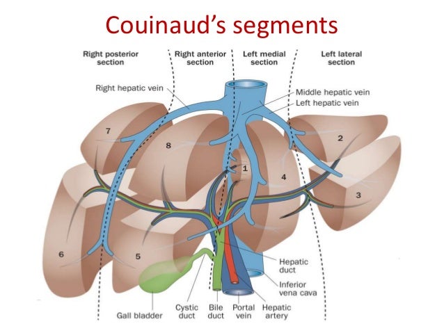 Radiological anatomy of hepatobiliary system