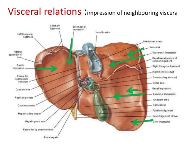 Radiological anatomy of hepatobiliary system