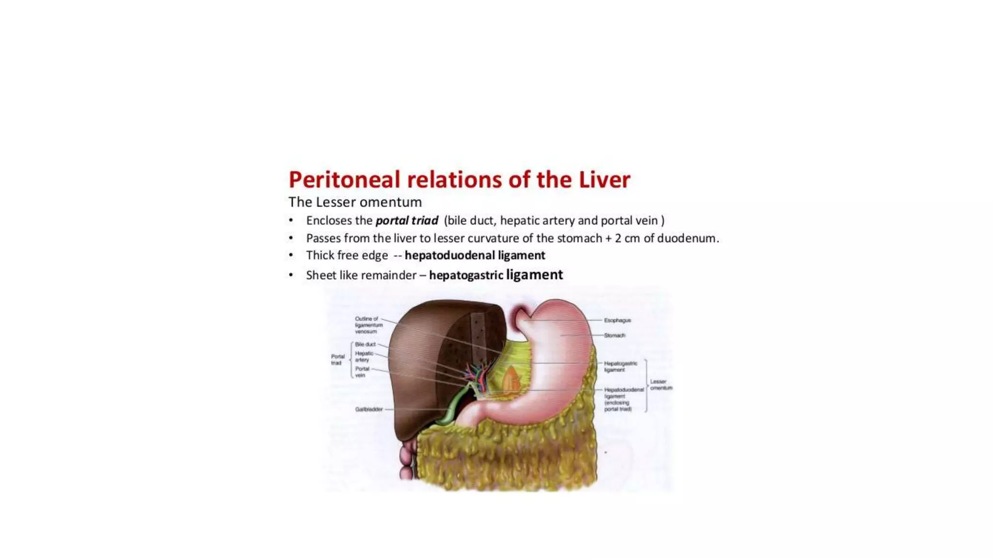 Radiological anatomy of hepatobiliary system | PPTX