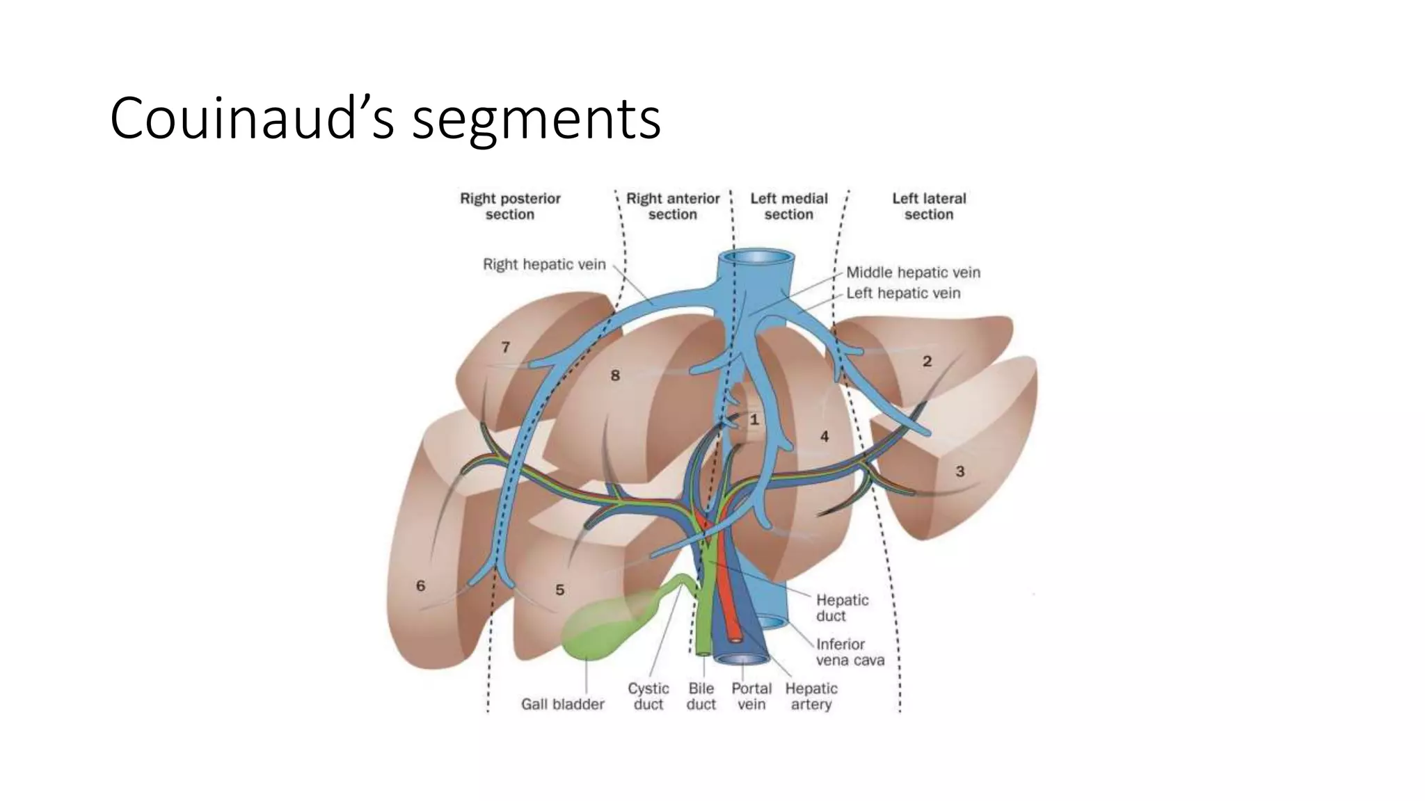 Radiological anatomy of hepatobiliary system | PPTX