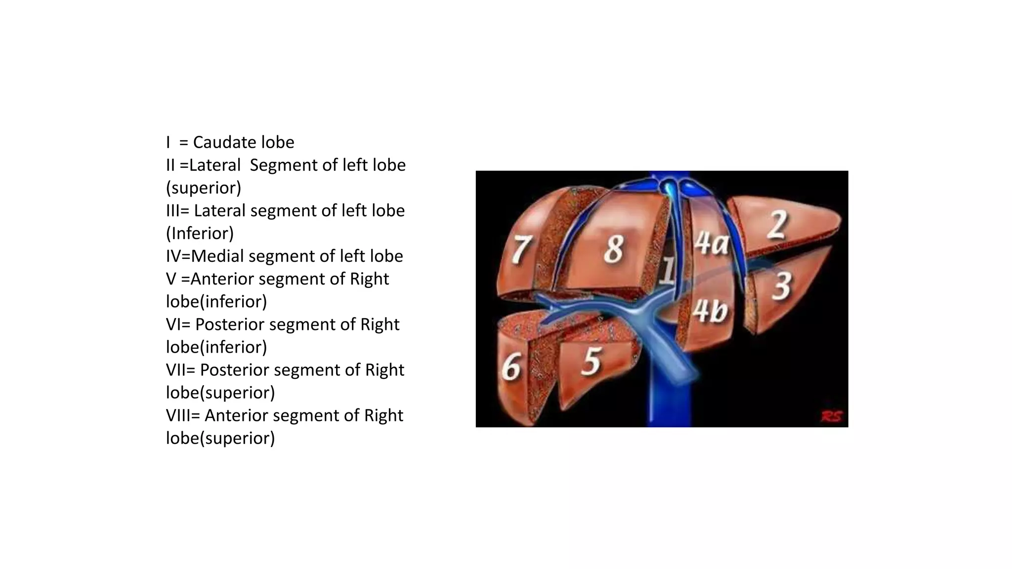 Radiological anatomy of hepatobiliary system | PPTX