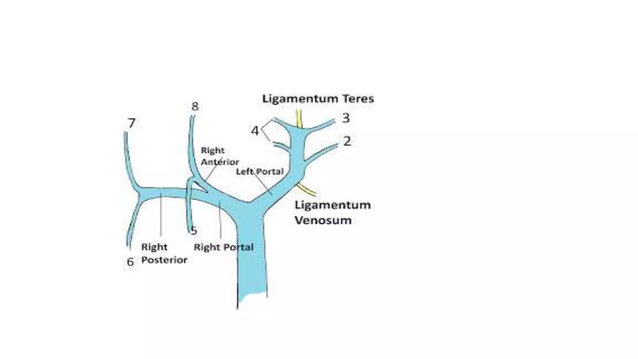 Radiological anatomy of hepatobiliary system | PPTX