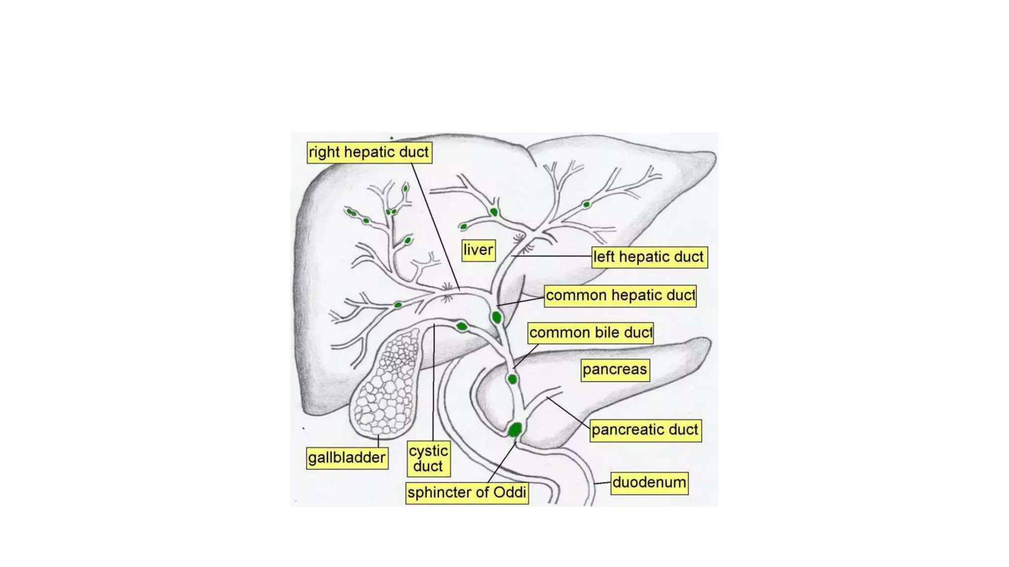 Radiological anatomy of hepatobiliary system | PPTX | Endocrine and ...