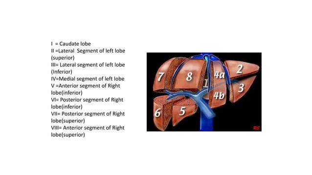 Radiological anatomy of hepatobiliary system | PPTX | Endocrine and ...