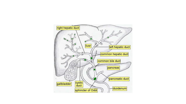 Radiological anatomy of hepatobiliary system