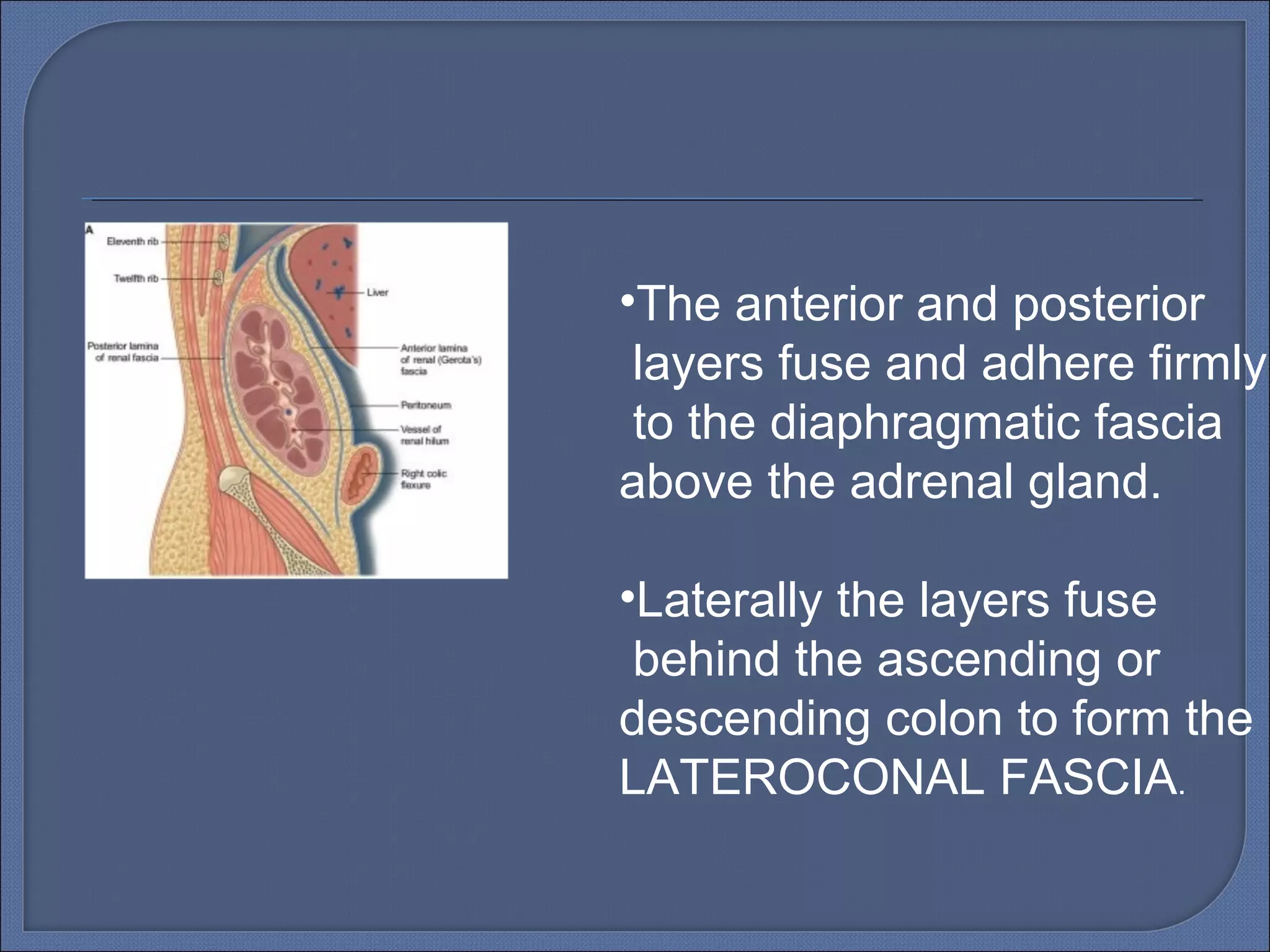 Radiological anatomy of kidney, ureter & bladder | PPT