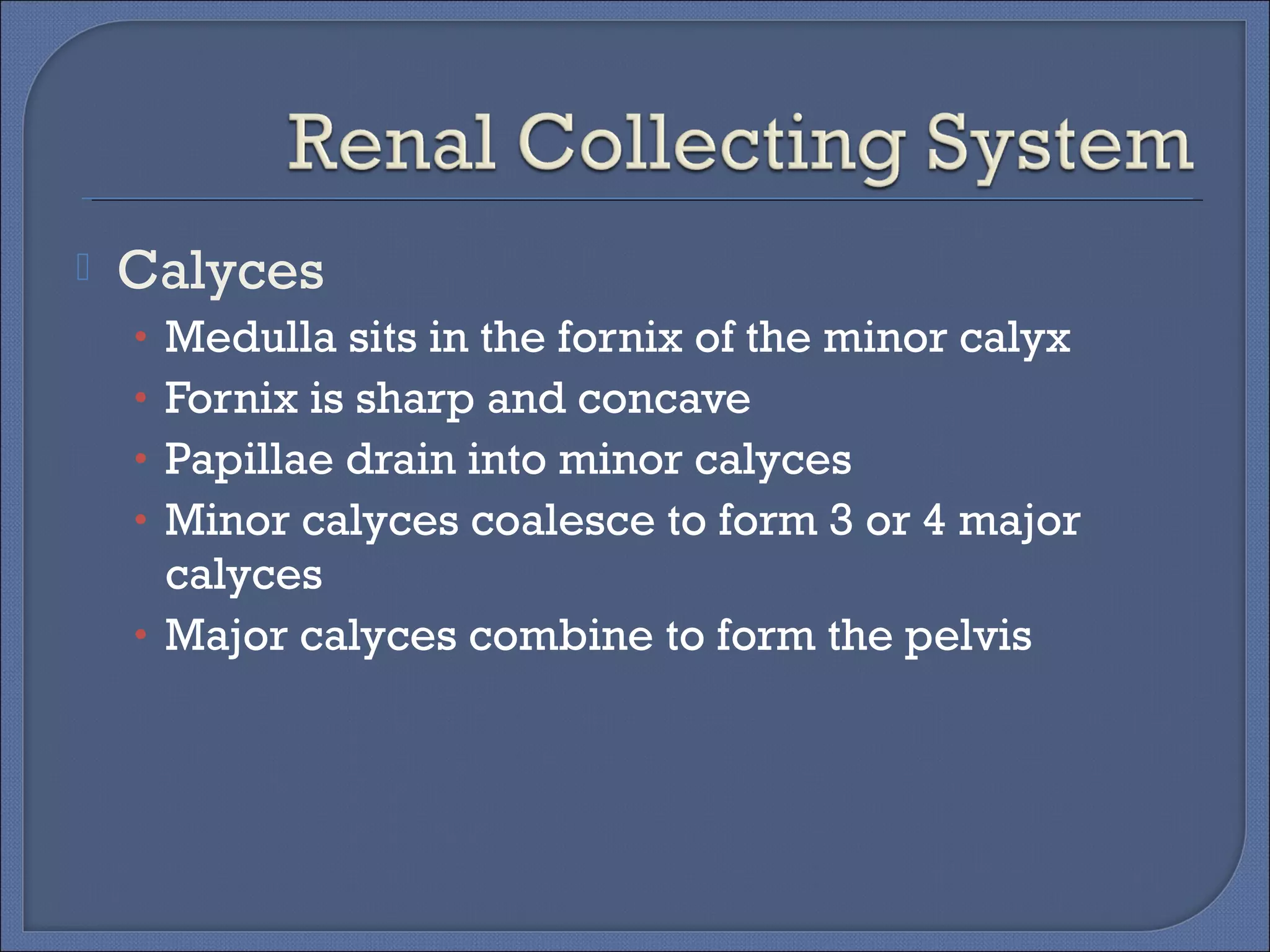 Radiological anatomy of kidney, ureter & bladder | PPT