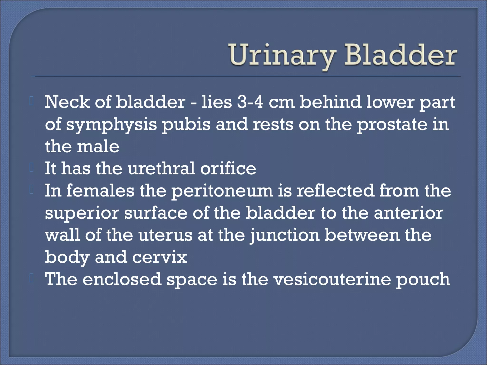 Radiological anatomy of kidney, ureter & bladder | PPT
