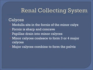 Radiological anatomy of kidney, ureter & bladder | PPT