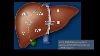 Radiological anatomy of human liver.pptx