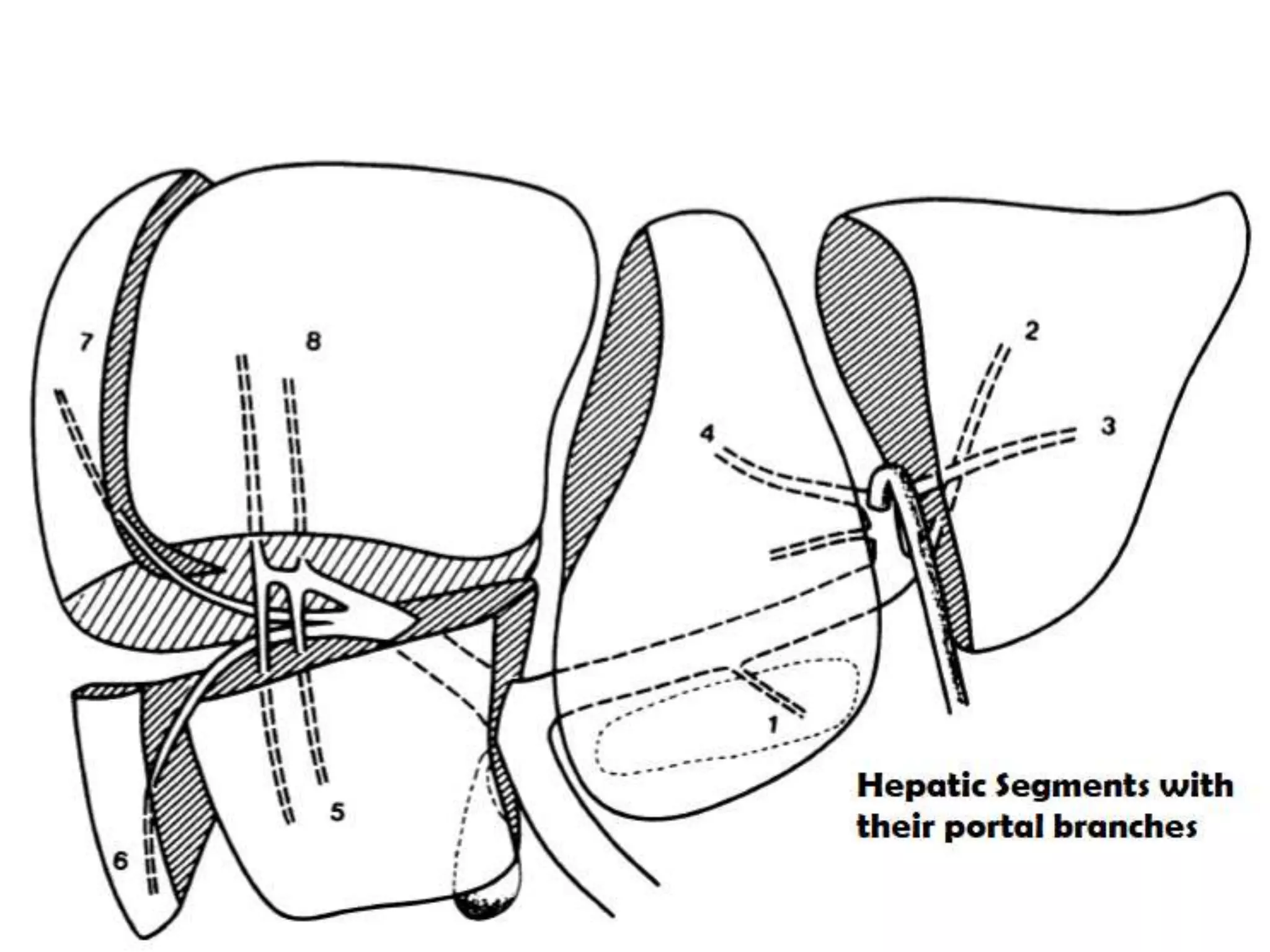 Segmental Anatomy of Liver and its Radiological Correlation | PPTX
