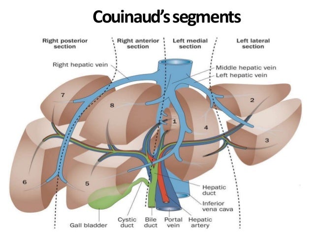 Segmental Anatomy of Liver and its Radiological Correlation