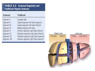 Liver Anatomy Segments