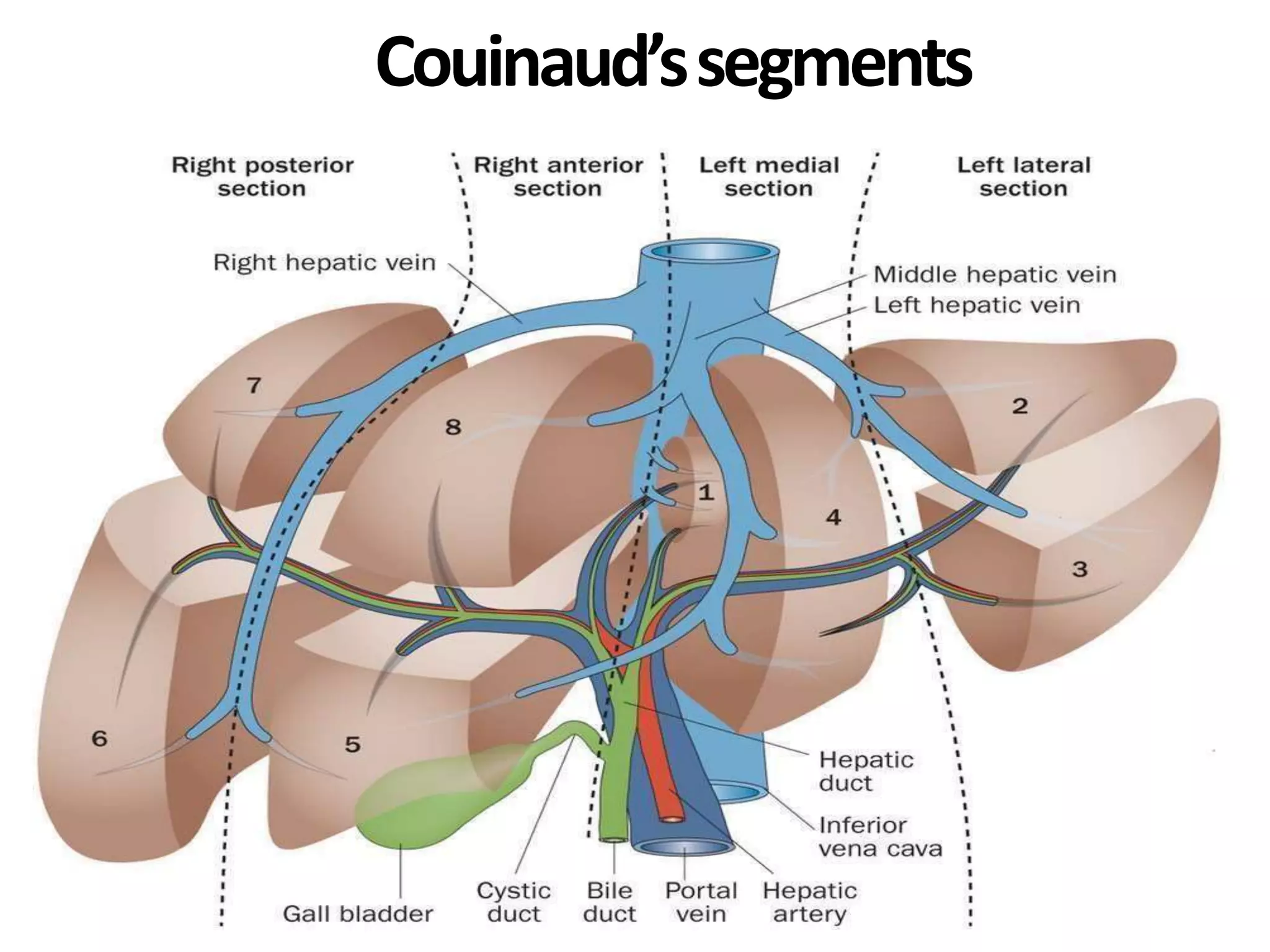 radiological anatomy of liver segments (1).pptx