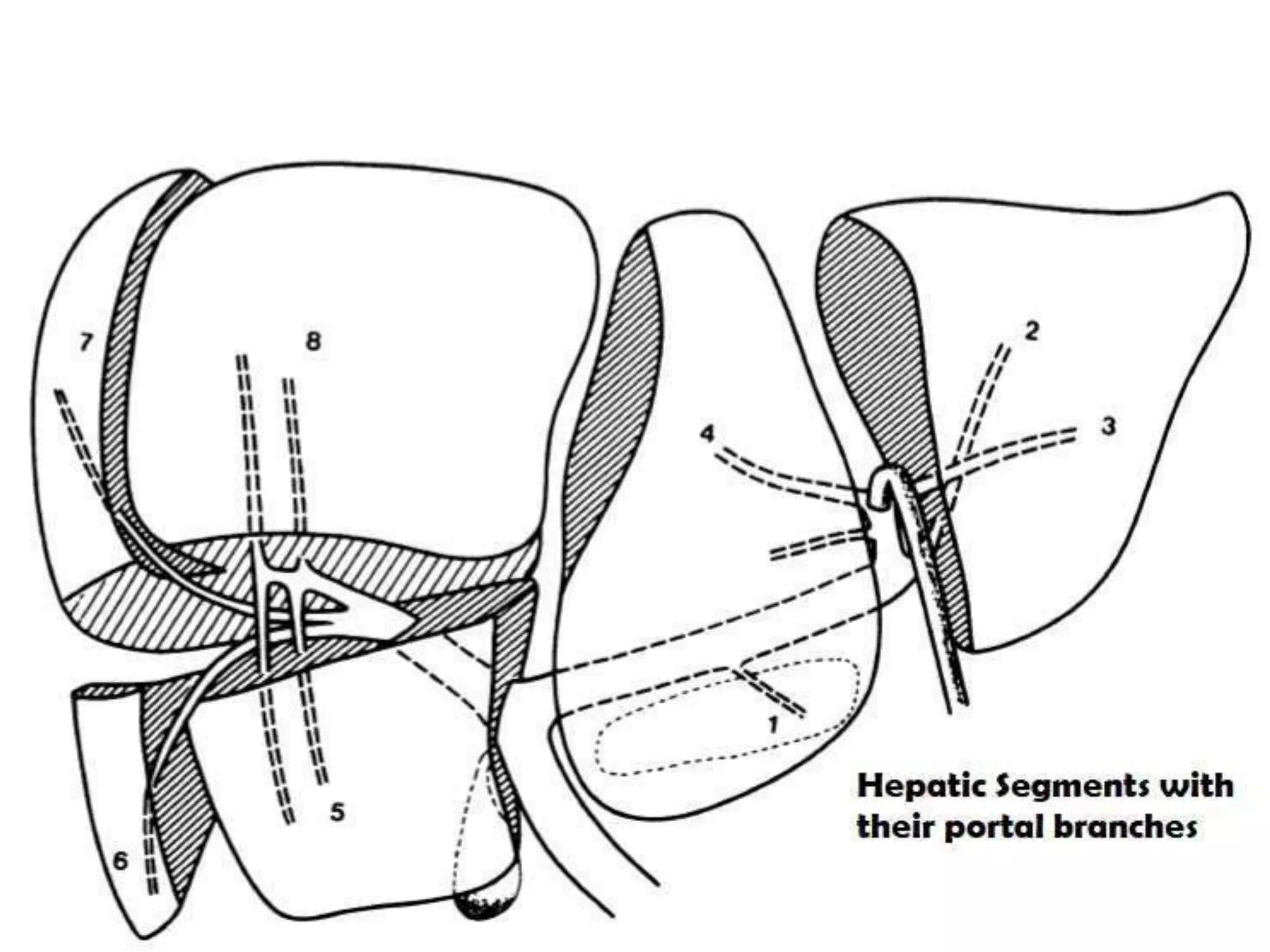 Radiological Anatomy Of Liver Segments 1pptx