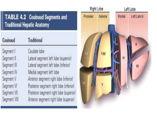 radiological anatomy of liver segments (1).pptx | Endocrine and ...