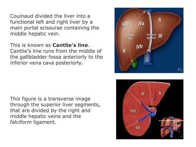 radiological anatomy of liver segments (1).pptx | Endocrine and ...