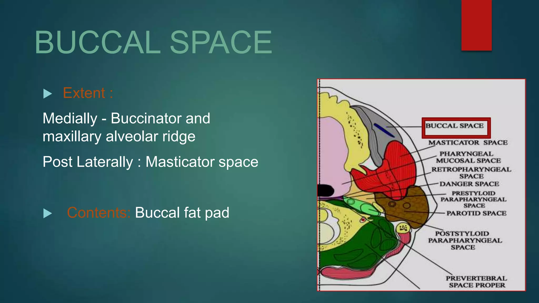Radiological anatomy of neck | PPTX