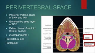 Radiological anatomy of neck | PPTX