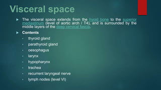 Radiological anatomy of neck | PPTX