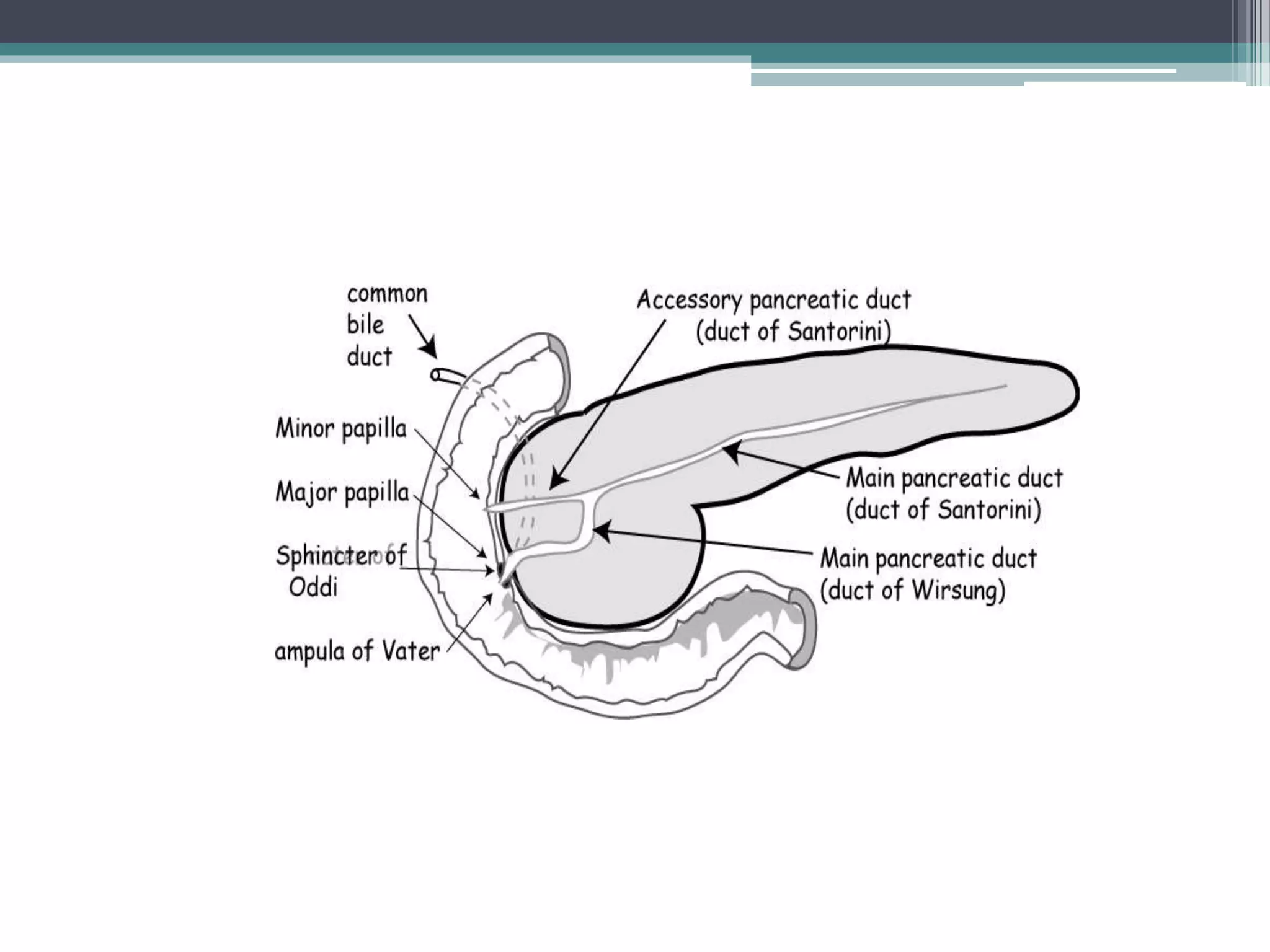 Radiological anatomy of pancreas and spleen | PPTX