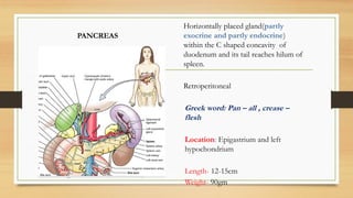 Radiological anatomy of Pancreas and Spleen | PPTX