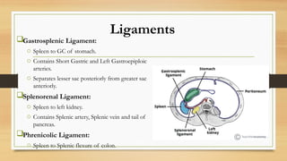Radiological anatomy of Pancreas and Spleen | PPTX