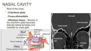 RADIOLOGICAL ANATOMY OF PNS Dr Pierre.pptx