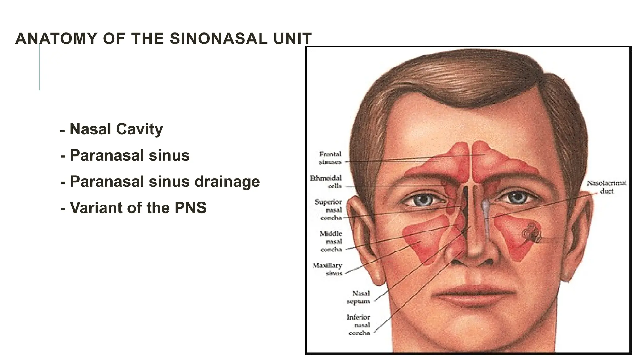 RADIOLOGICAL ANATOMY OF PNS Dr Pierre.pptx
