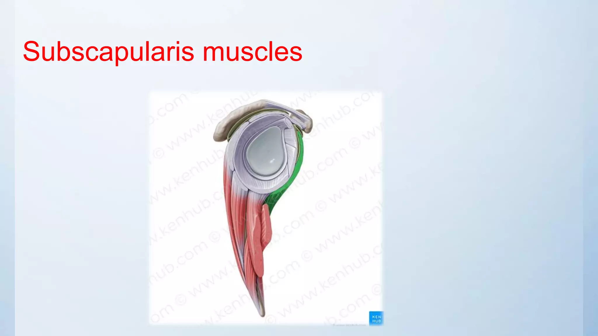 Radiological anatomy of shoulder joint | PPTX