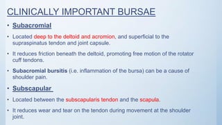 Radiological anatomy of shoulder joint | PPTX