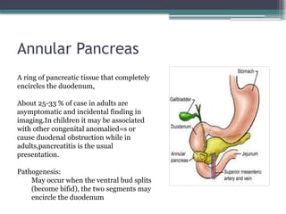 radiological anatomy of spleen liver pancreas | PPT