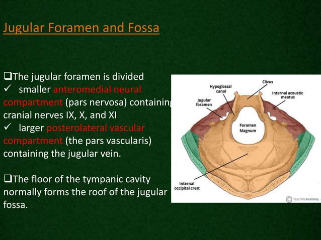 Radiological anatomy of_temporal_bone[1] | PPTX