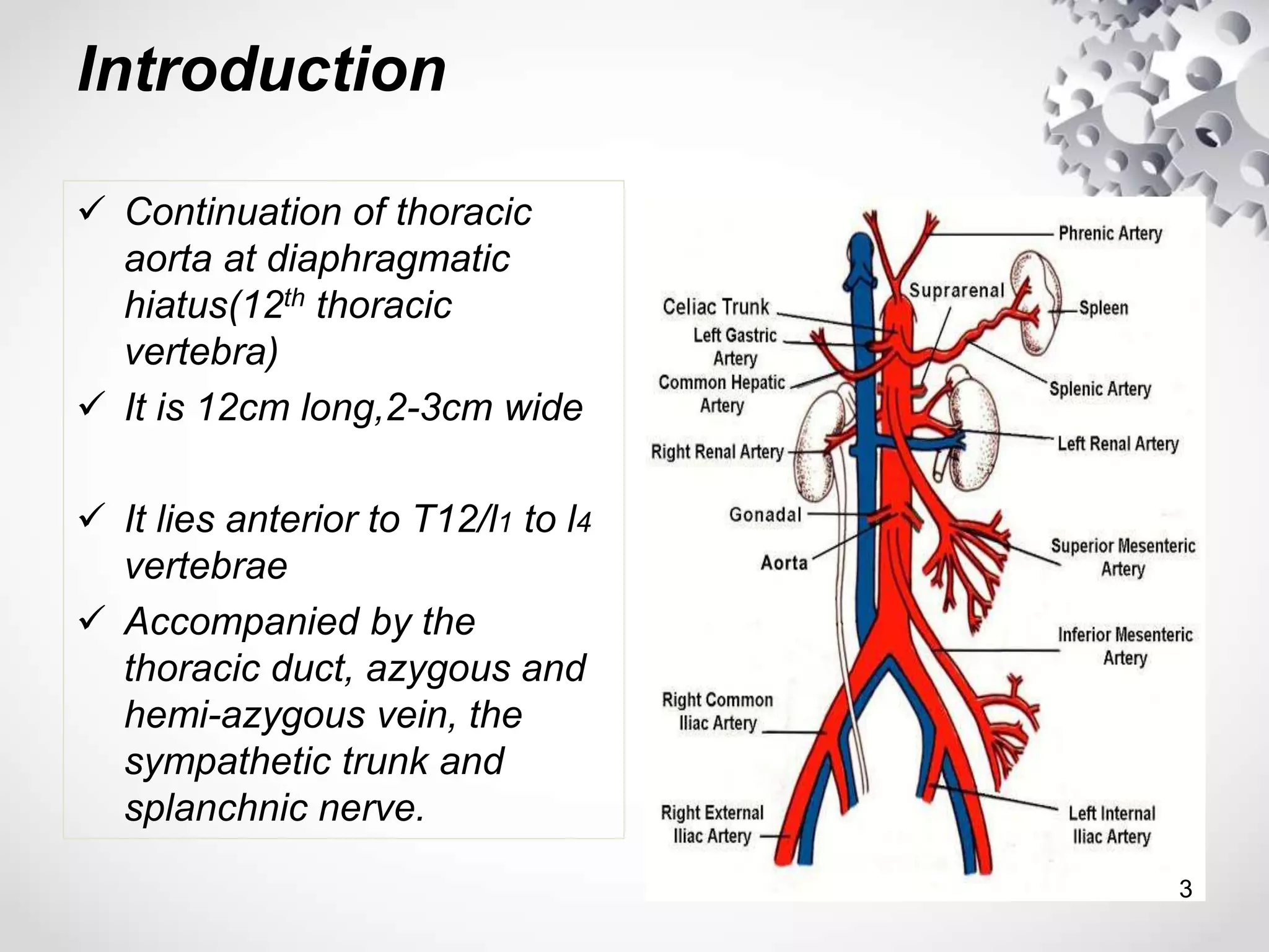 Radiological anatomy of the abdominal aorta | PPTX