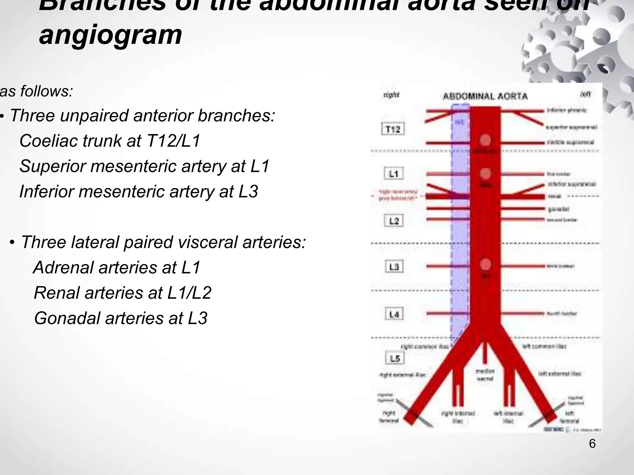 Radiological anatomy of the abdominal aorta | PPTX