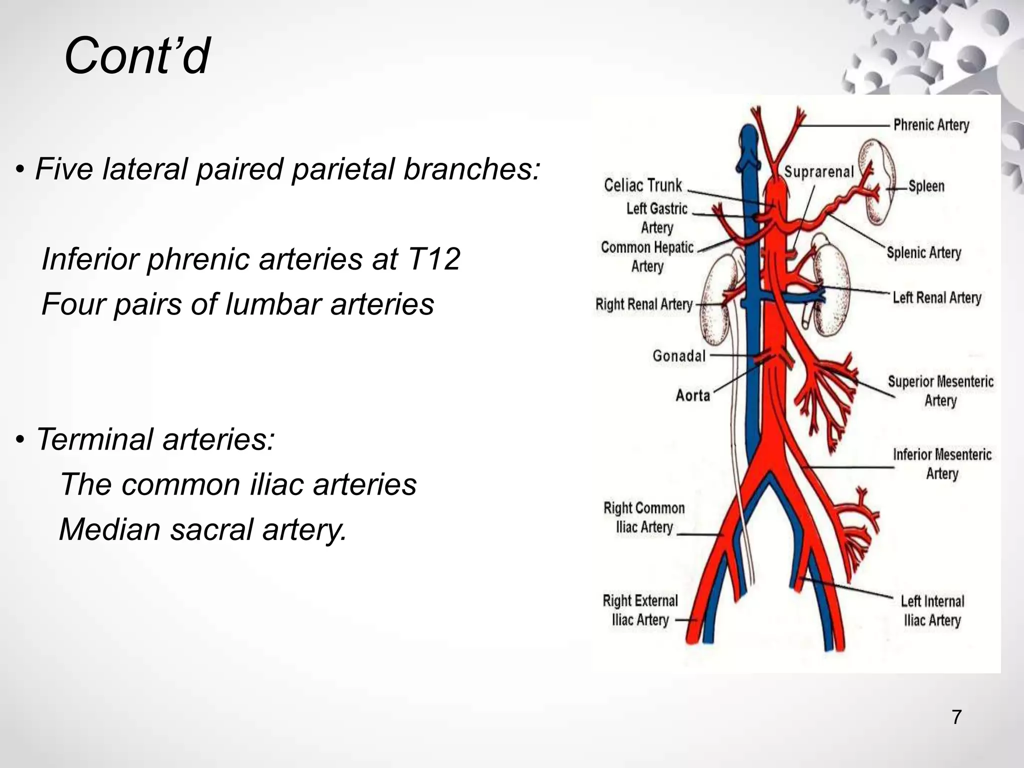 Radiological anatomy of the abdominal aorta | PPTX