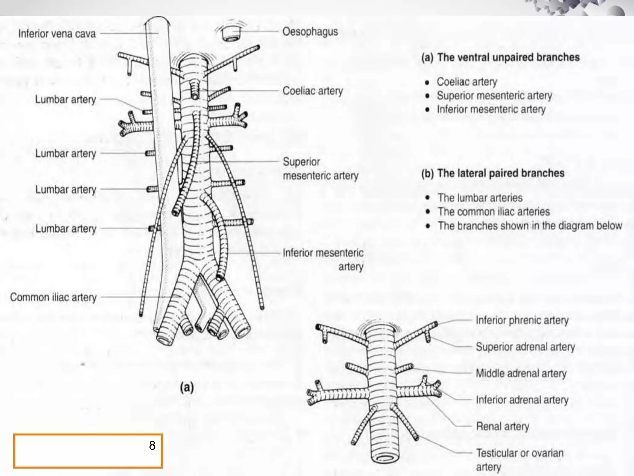 Radiological anatomy of the abdominal aorta | PPTX