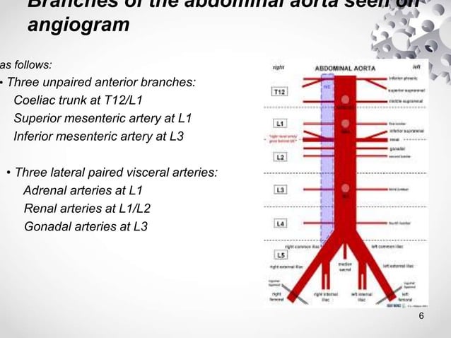 Radiological anatomy of the abdominal aorta | PPTX