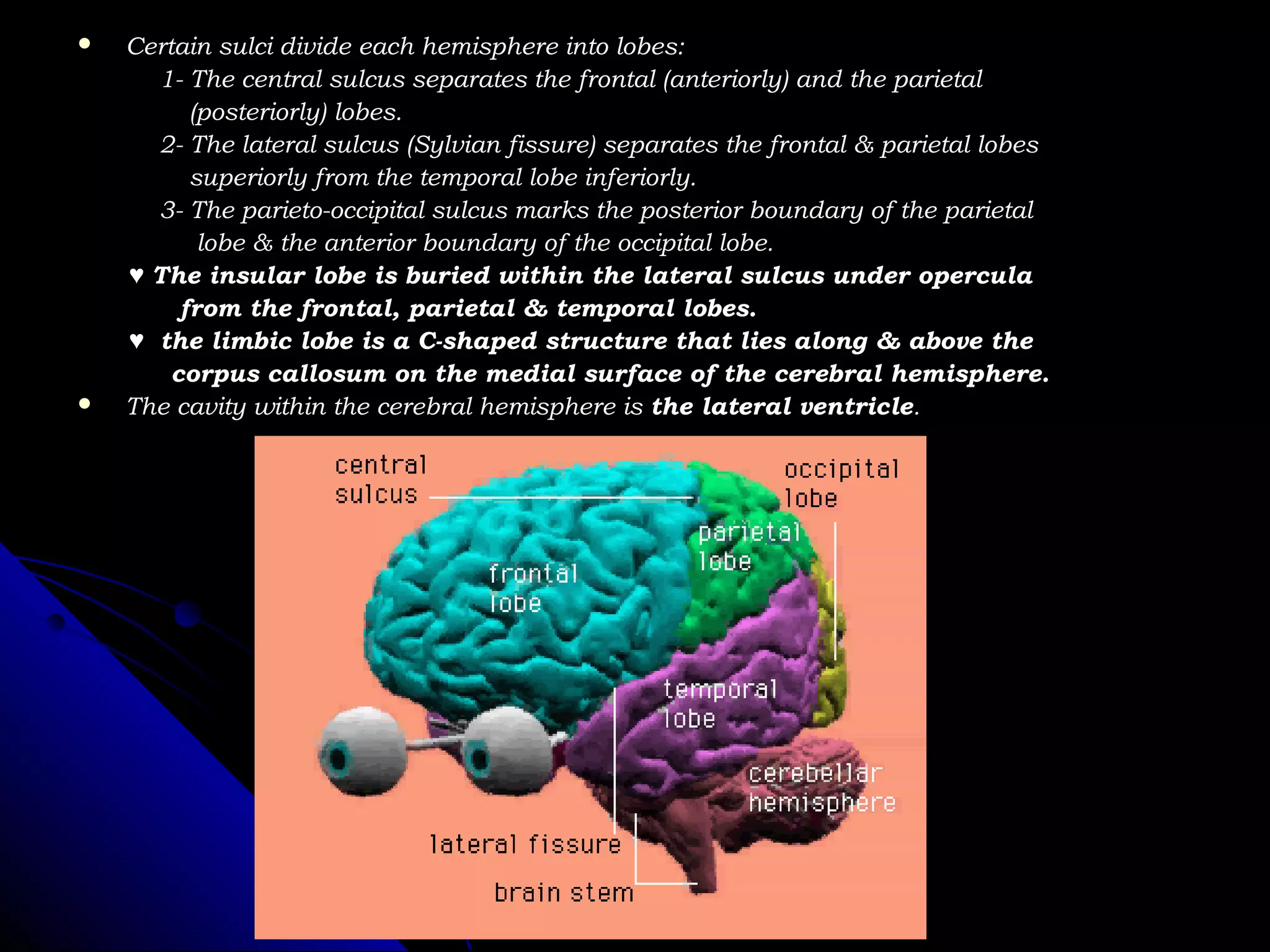 Radiological anatomy of the brain | PPT