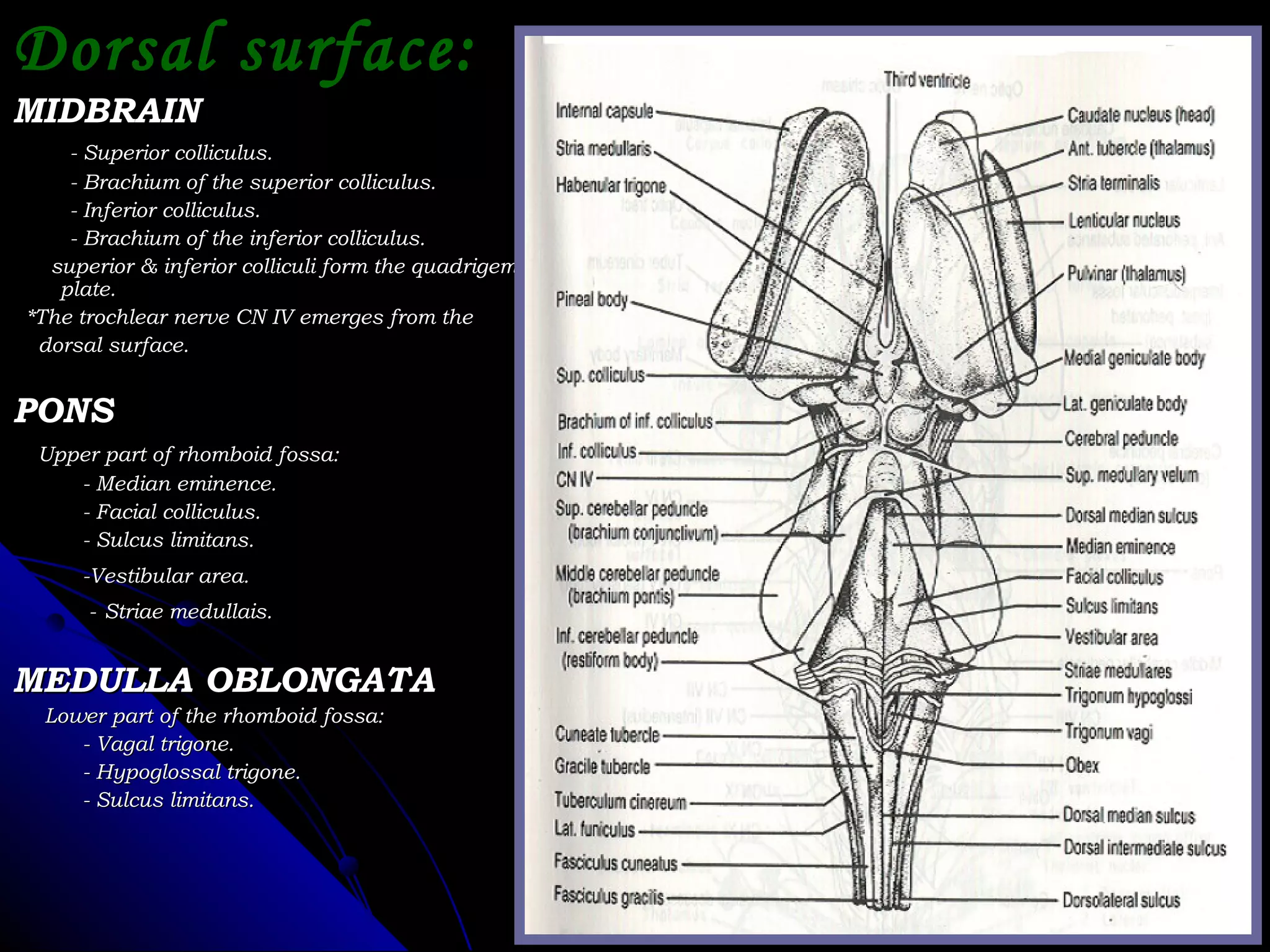 Radiological anatomy of the brain | PPT