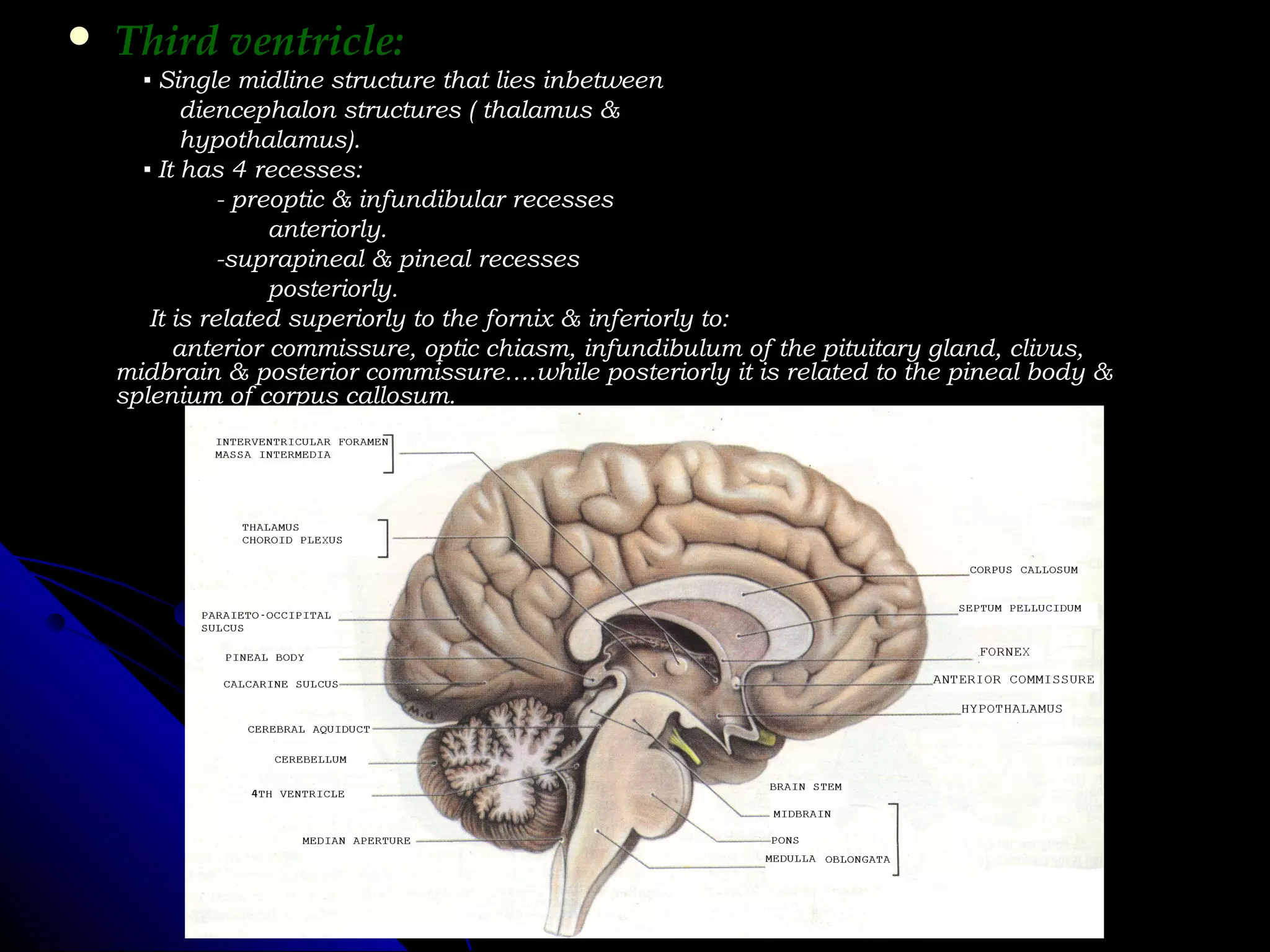 Radiological anatomy of the brain | PPT