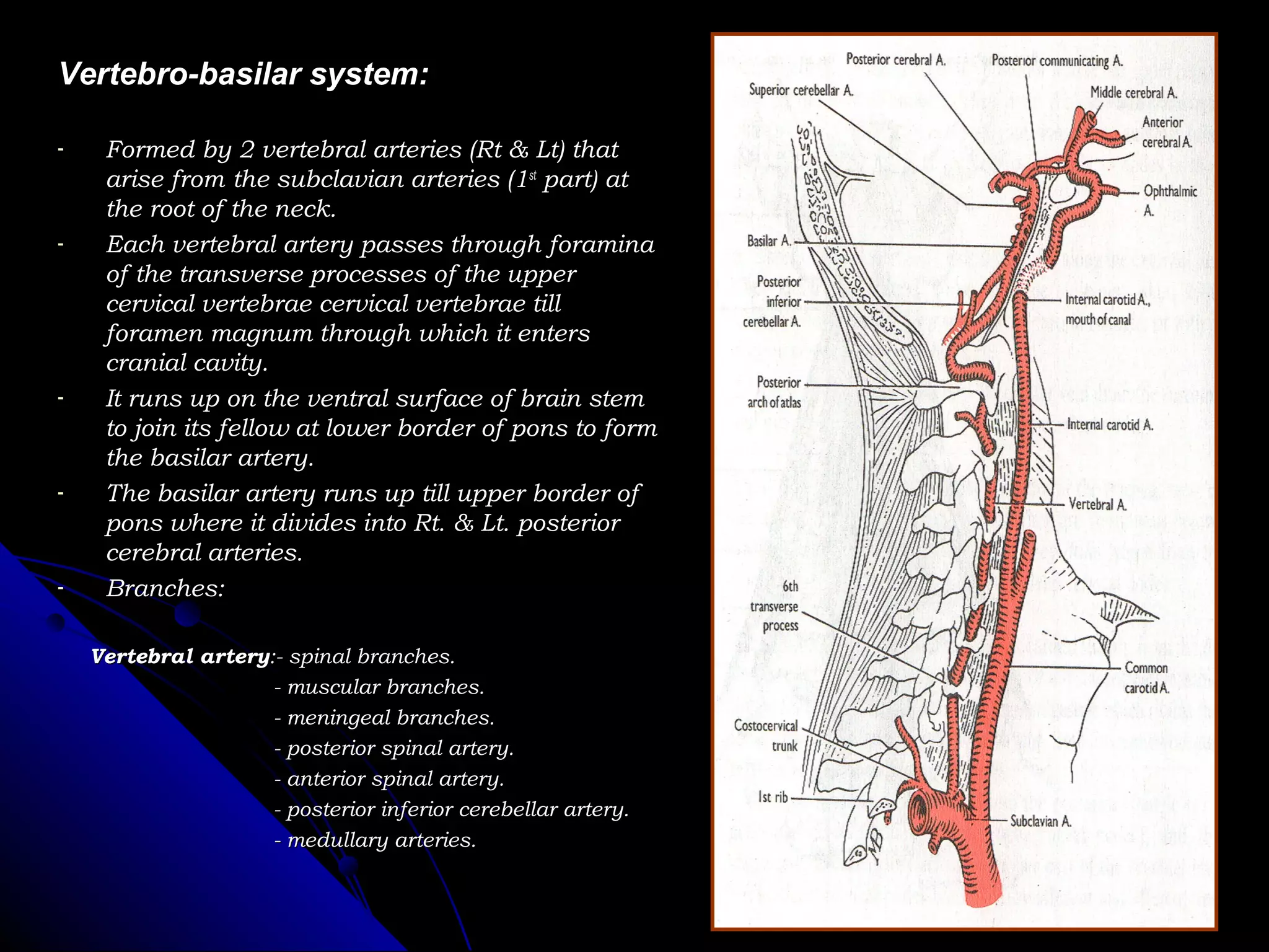 Radiological anatomy of the brain | PPT