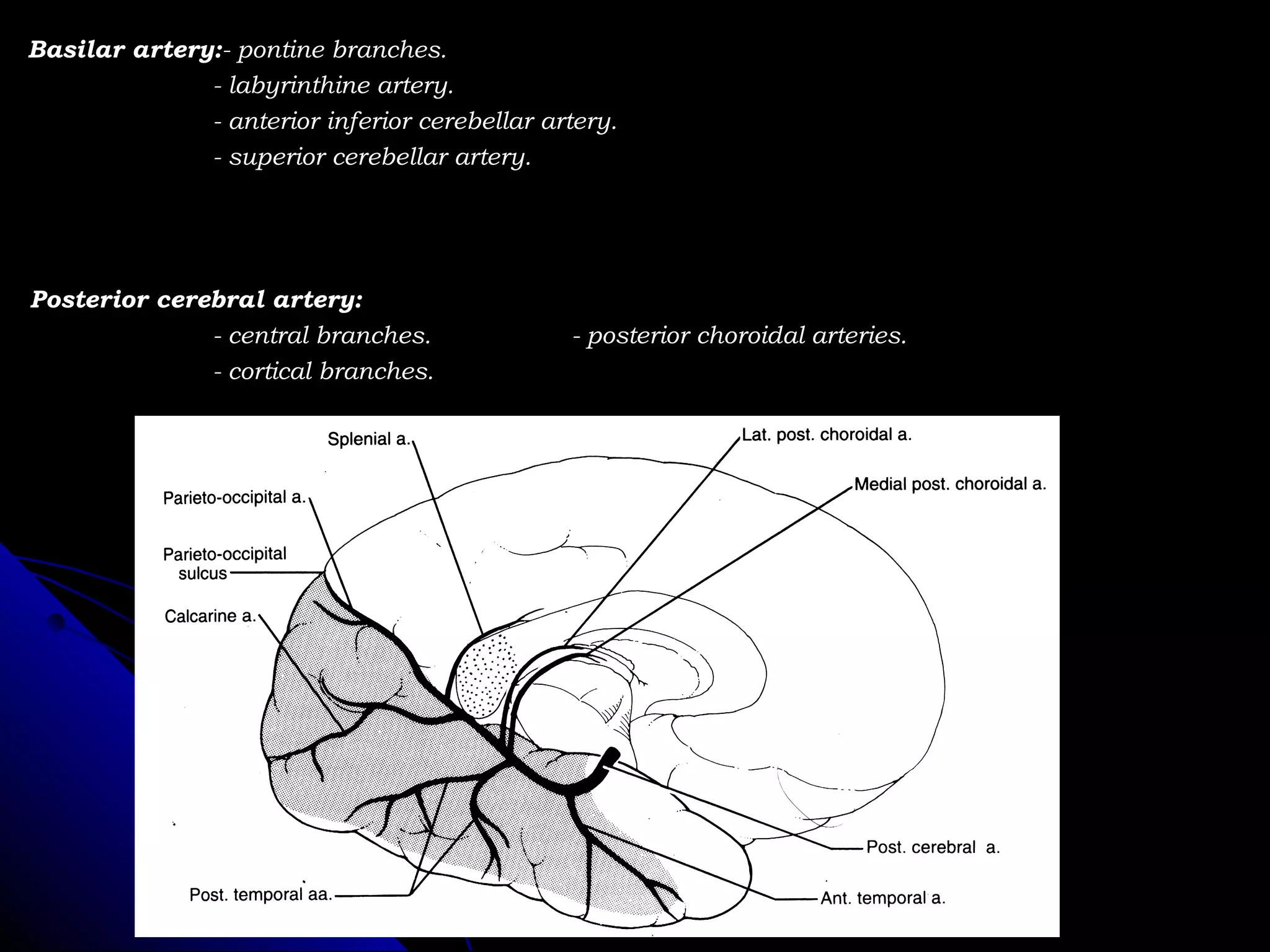 Radiological anatomy of the brain | PPT